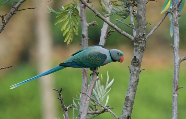 An introduction to Asiatic parrots - Aviculture Hub