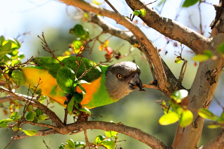 Senegal Parrot - Aviculture Hub