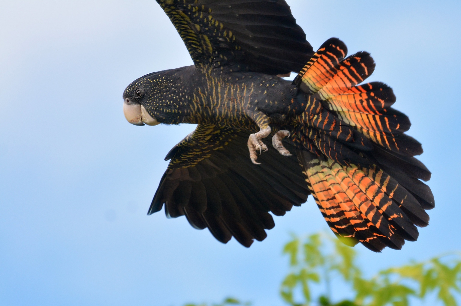 New Red Tailed Black Cockatoo Subspecies Discovered In Wa Aviculture Hub
