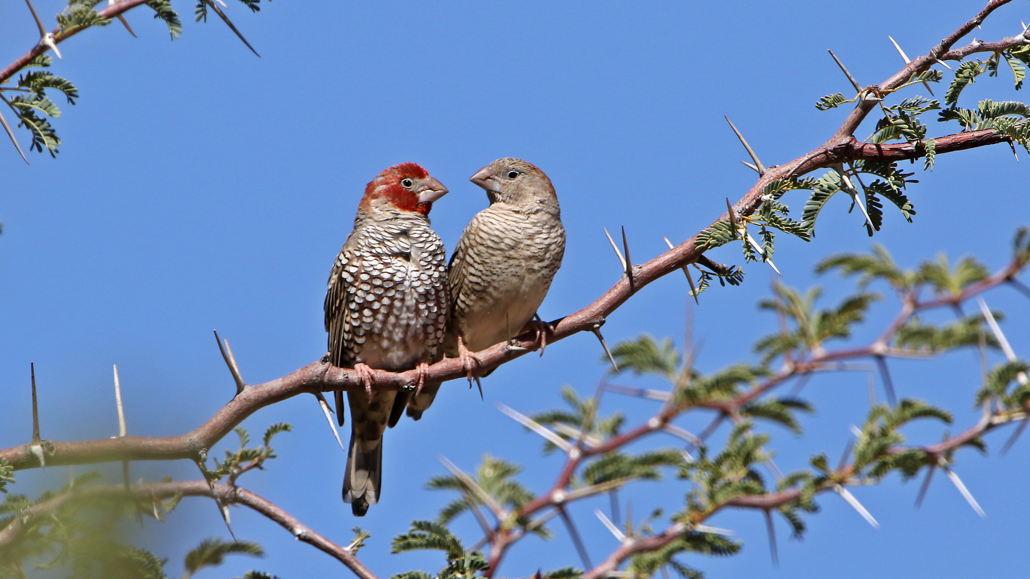 Aberdeen Finch - Aviculture Hub