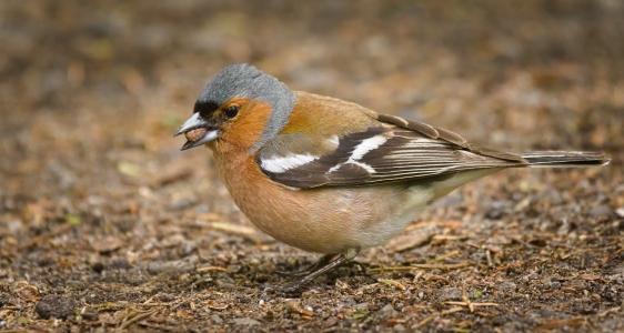 Keeping and breeding the Chaffinch - Aviculture Hub