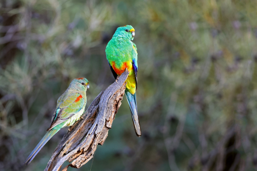 Mulga Parrot - Aviculture Hub